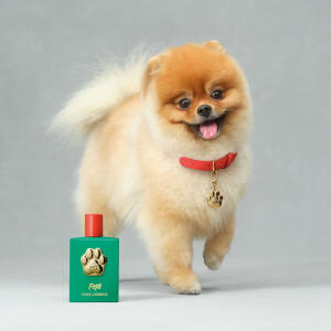 Fefé Dolce&Gabbana fragancia - una nuevo fragancia para Hombres y ...