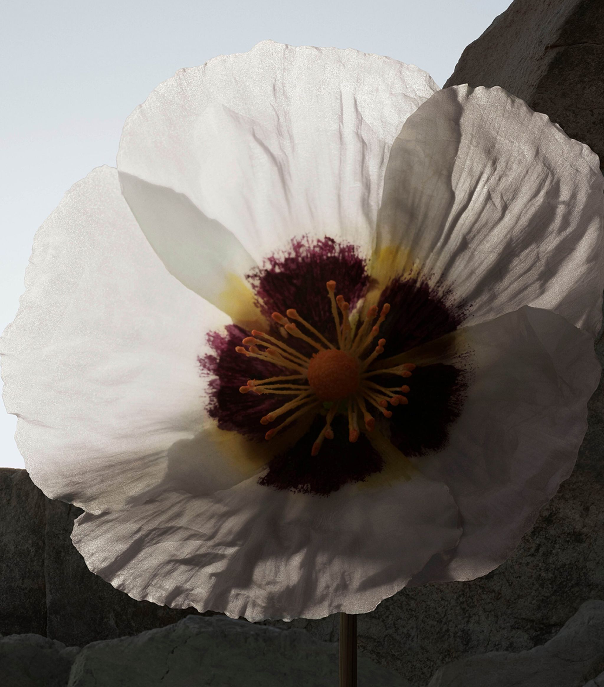 Ash Flower Burberry Parfum - ein neues Parfum für Frauen und Männer 2023