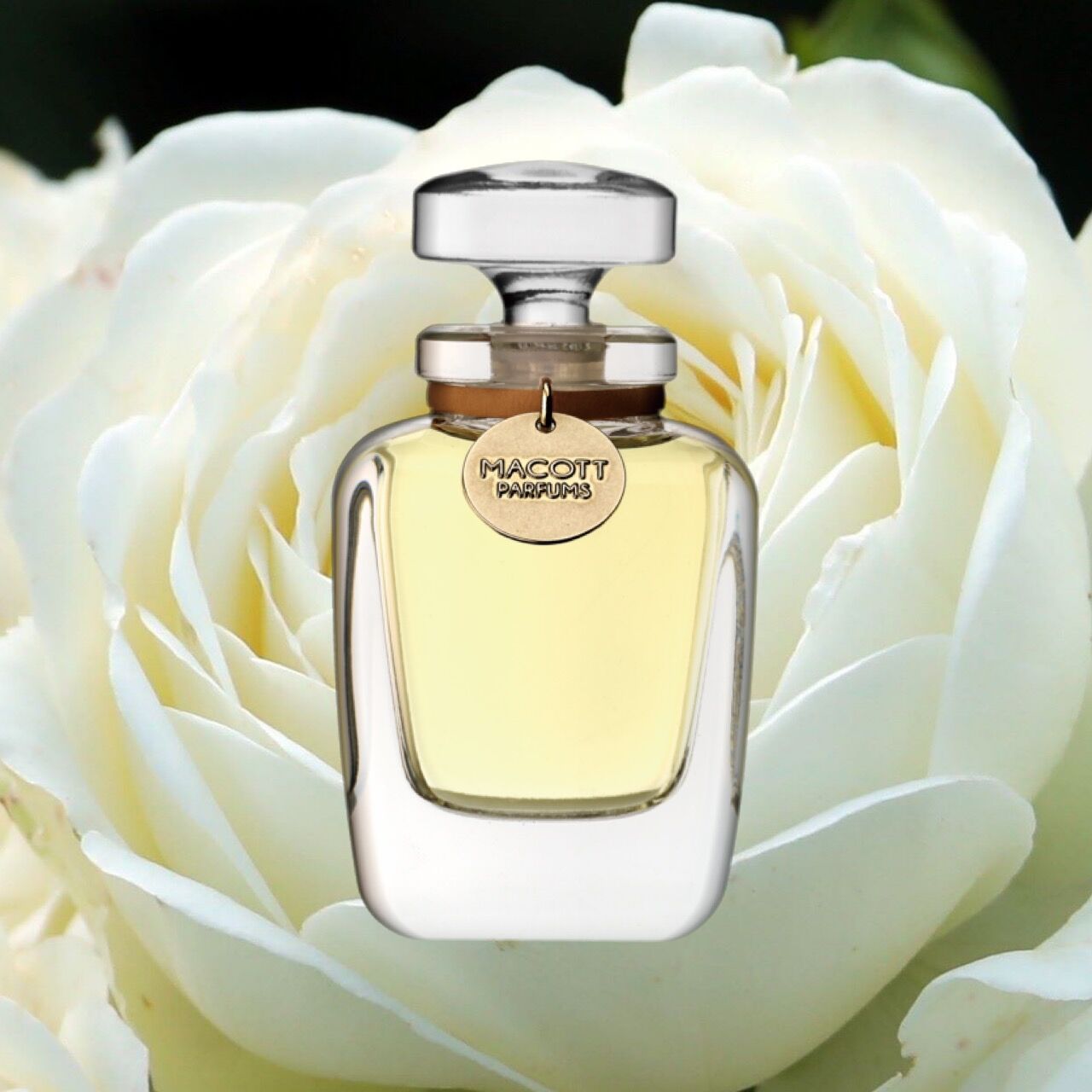 White Rose Macott Parfums Parfum - ein neues Parfum für Frauen und ...