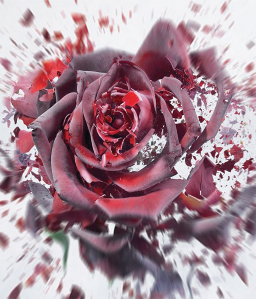 Bal de Roses Keiko Mecheri Parfum - ein es Parfum für Frauen und Männer ...