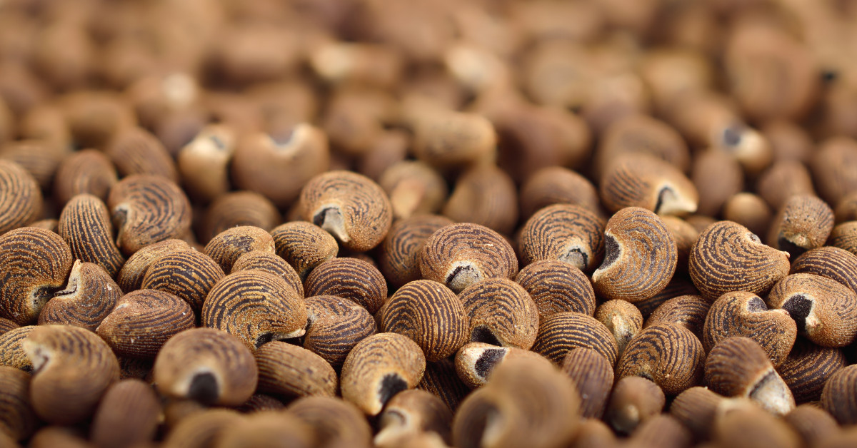 Ambrette und Аmbrettolide in der Parfümerie ~ Duftnoten