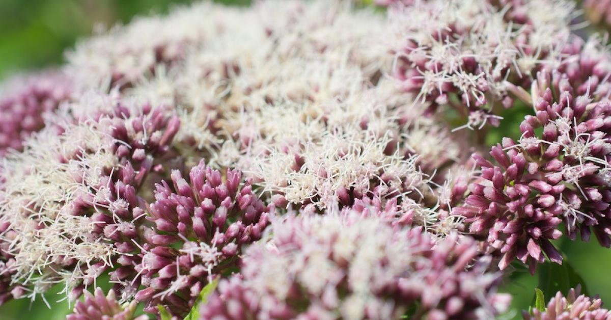 La Magia del Nardo ~ Materias primas