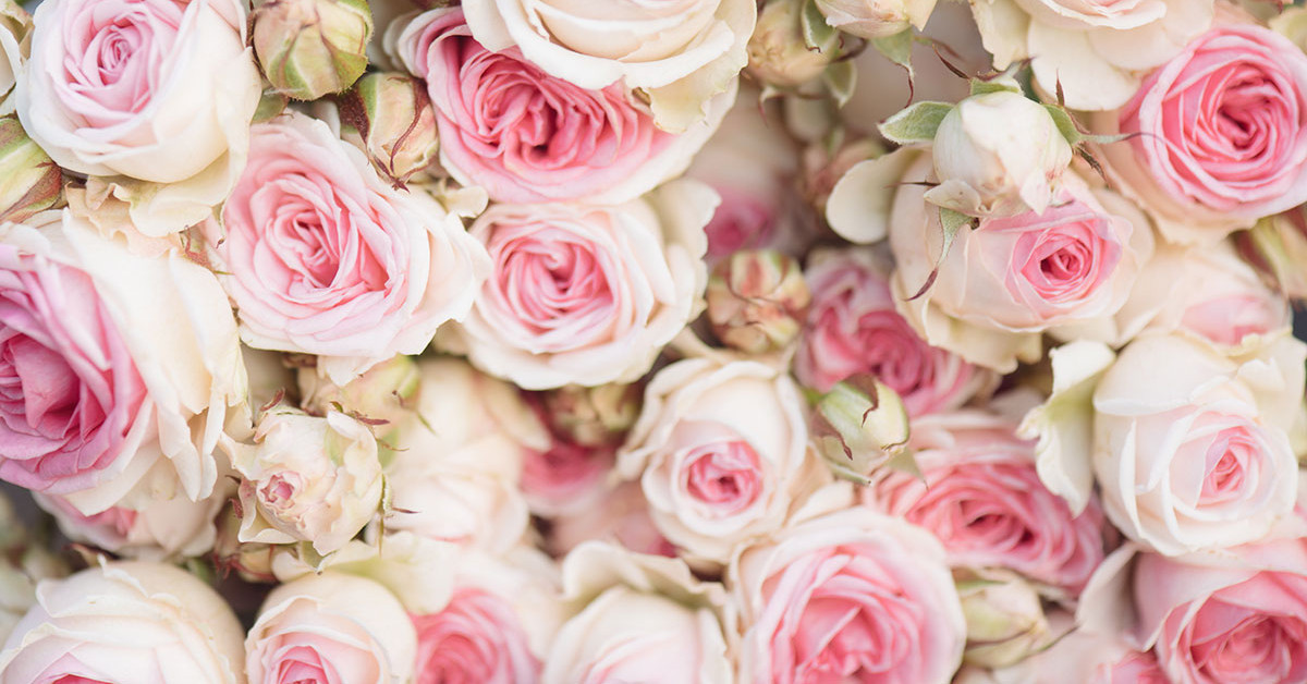 Su majestad, la Rosa. ~ Materias primas