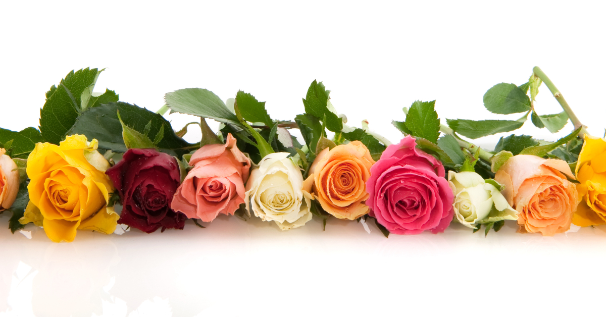 ESXENCE 2024 : Mer de roses ~ Art Livres et Evénements