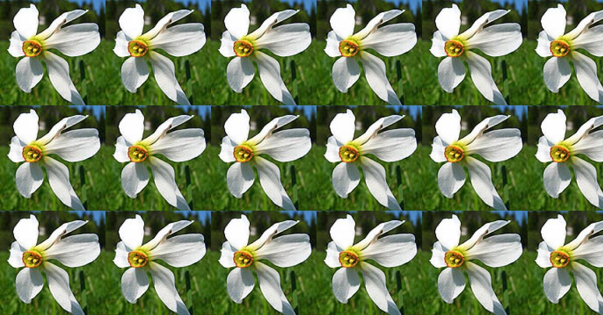 Legendarni cvijet Narcis ~ Mirisi Prirode