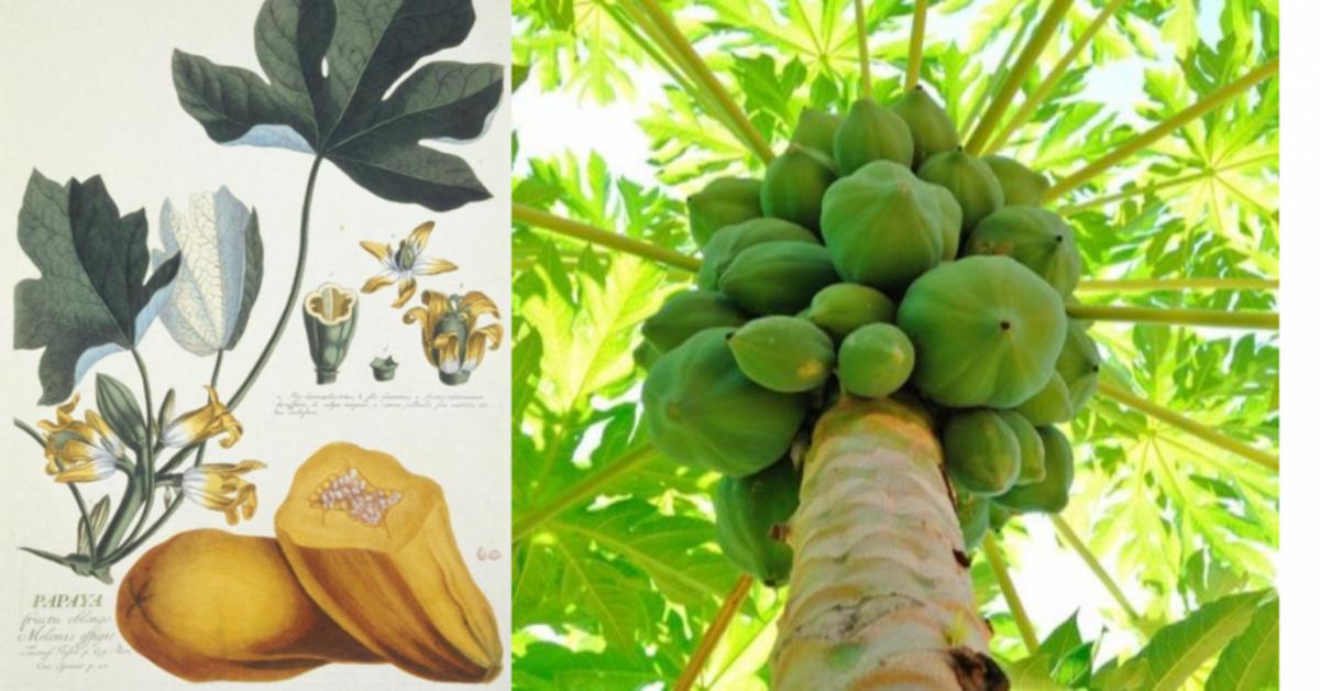 Papaya ~ Primaire Grondstoffen