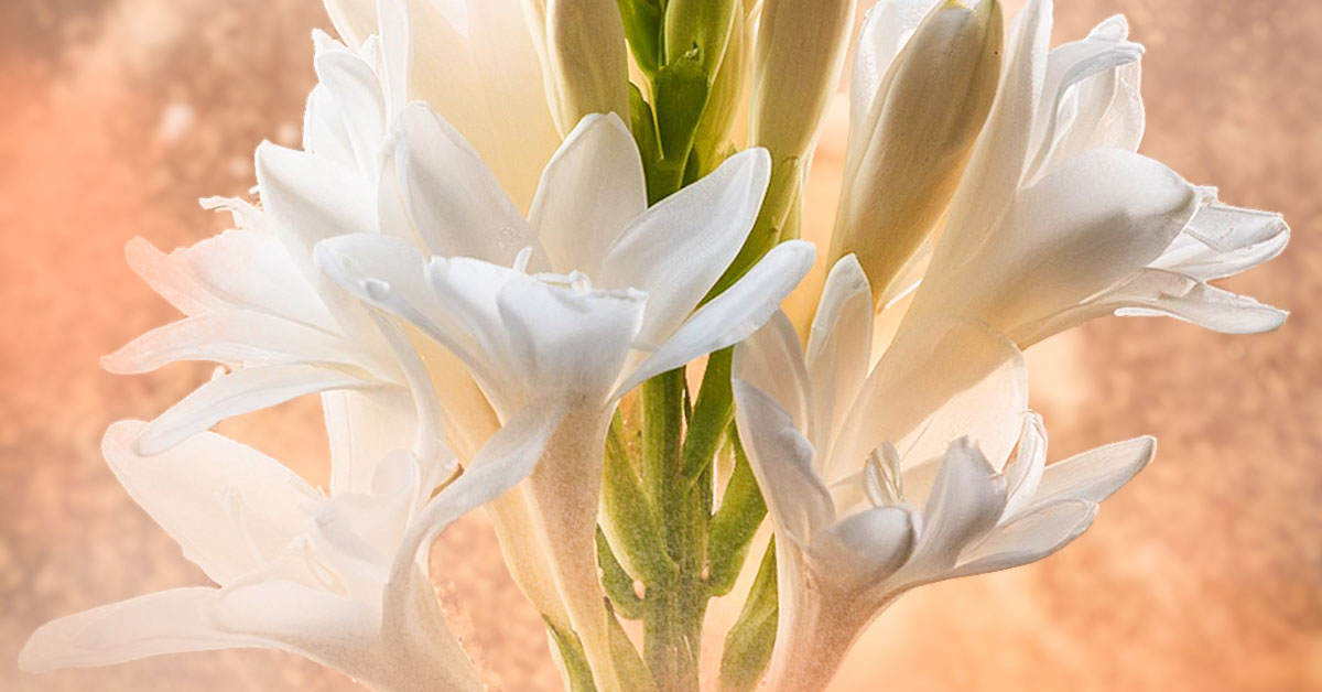 TUBEROSE EXPOSÉ - Beste tuberoos-parfums van het jaar (2023/2024) ~ De ...