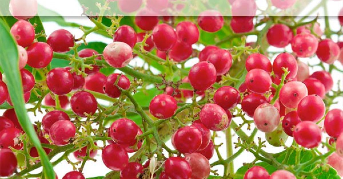 Roze Peper, een parfumtrend ~ Primaire Grondstoffen