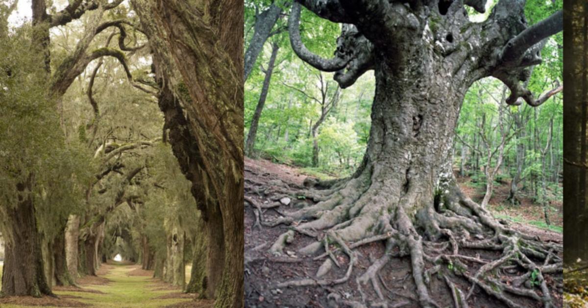 Mech dębowy w perfumach ~ Składniki