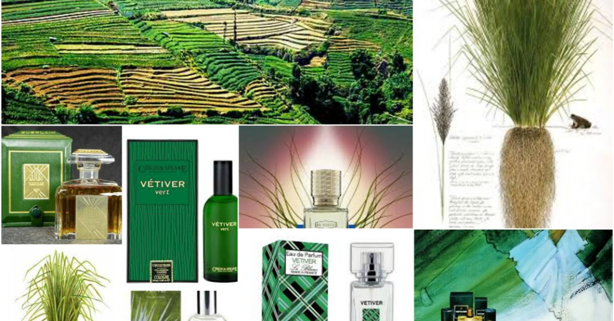 Subiektywna klasyfikacja perfum o zapachu wetywerii ~ Składniki