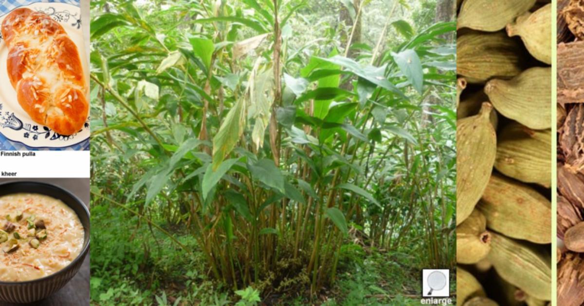 Kardamon ~ Składniki