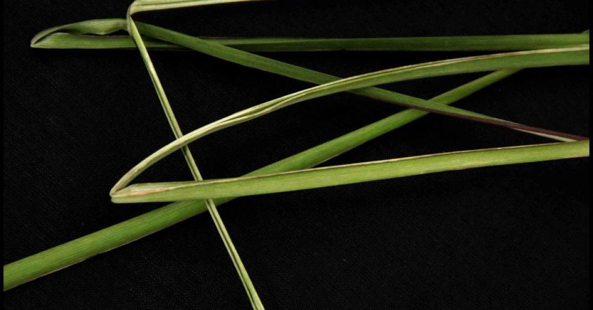 O Maravilhoso Vetiver, Entrevista com Pierre Benard ~ Entrevistas