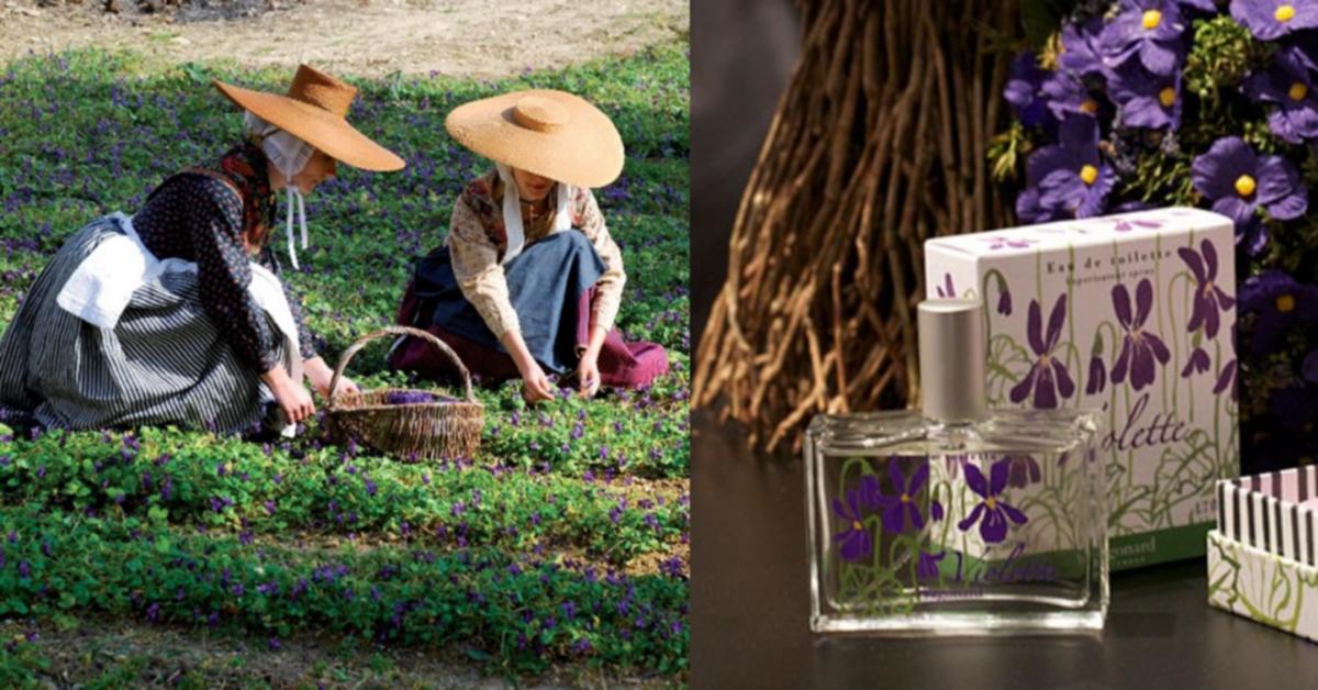 Violeta - Floarea anului la Fragonard ~ Parfumuri noi