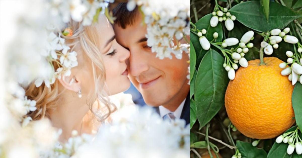 Floarea de portocal & Neroli ~ materii prime