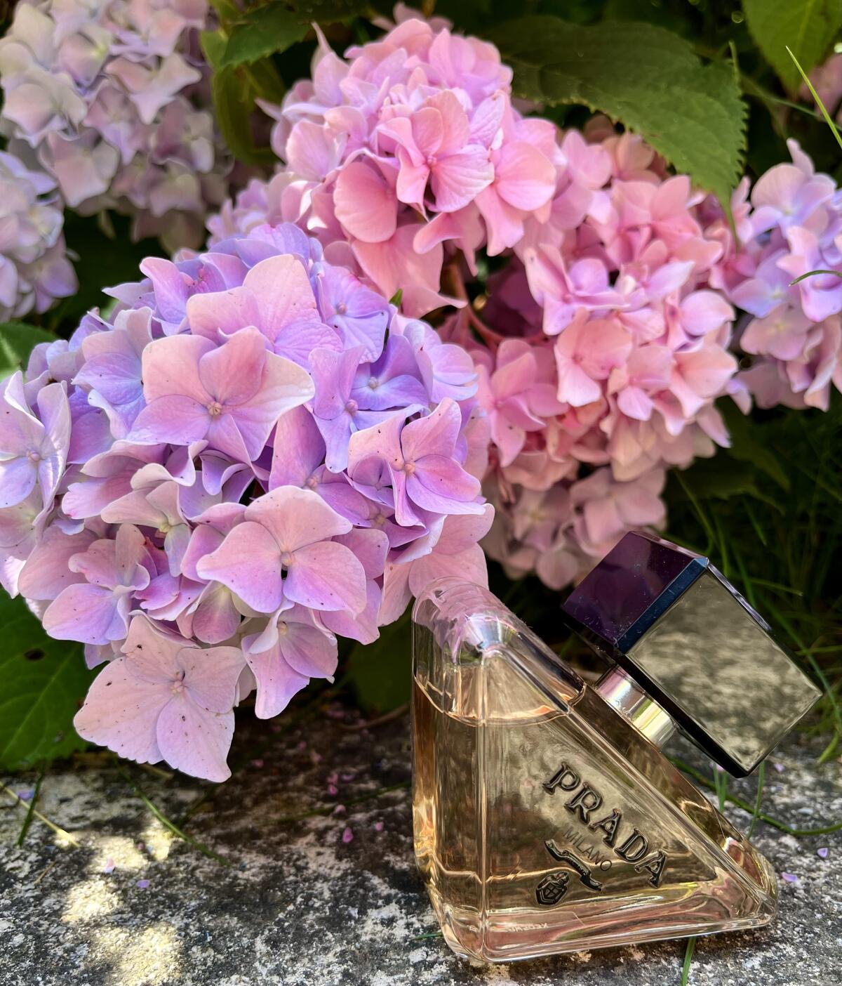 Prada Paradoxe Prada parfem - novi parfem za žene 2022