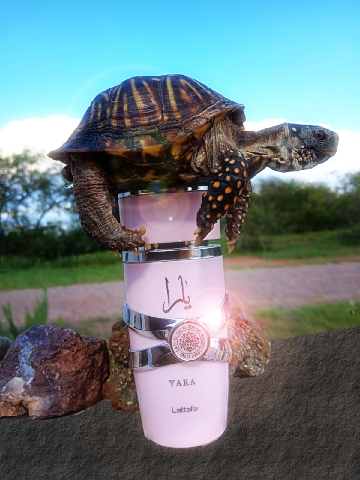 Yara Lattafa Perfumes perfume - a fragrância Feminino 2020