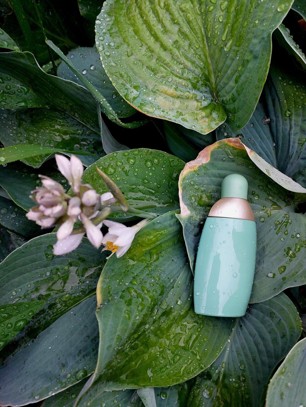 Eden Cacharel perfume - a fragrância Feminino 1994