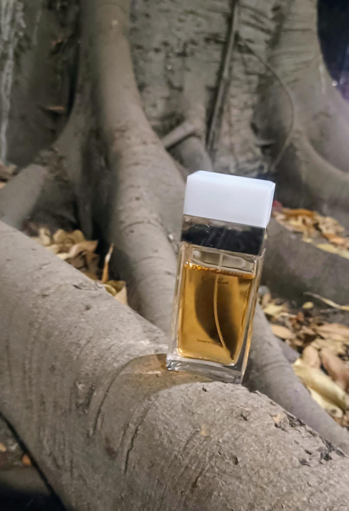 Light Blue Sunset in Salina Dolce&Gabbana аромат — аромат для женщин 2015