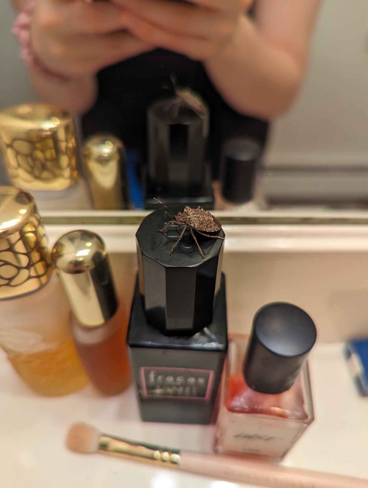 Lust Lush Parfum - ein es Parfum für Frauen und Männer 2010