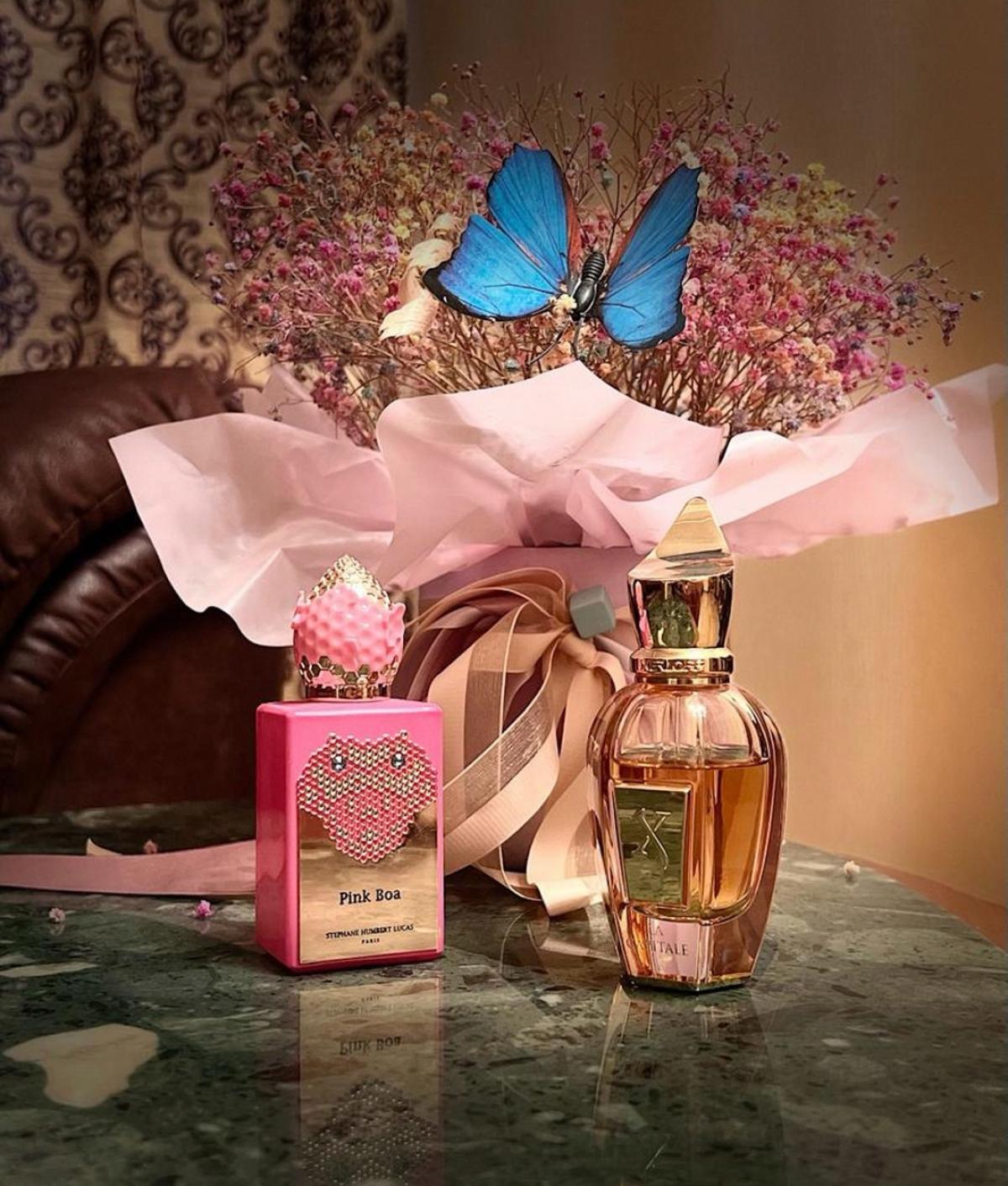 Pink Boa Stéphane Humbert Lucas 777 perfume - a novo fragrância ...