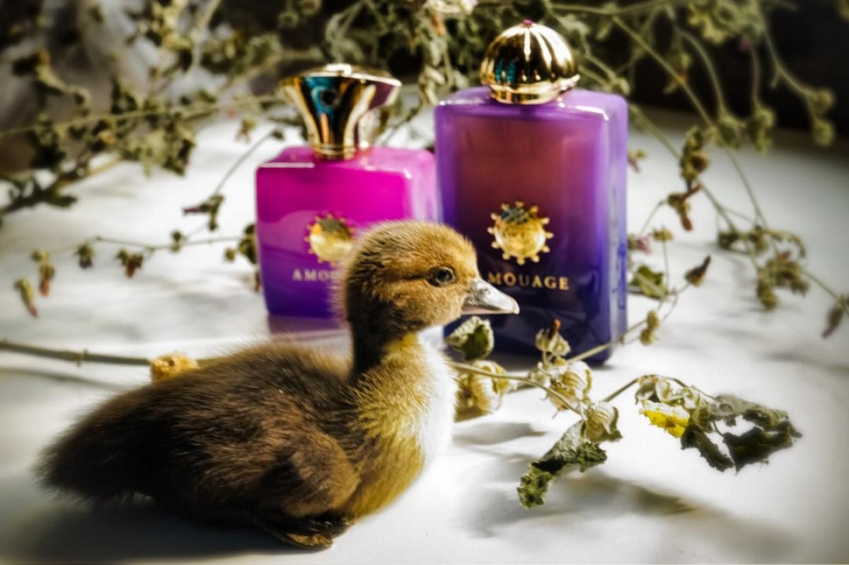 Myths Man Amouage Colônia - a fragrância Masculino 2016