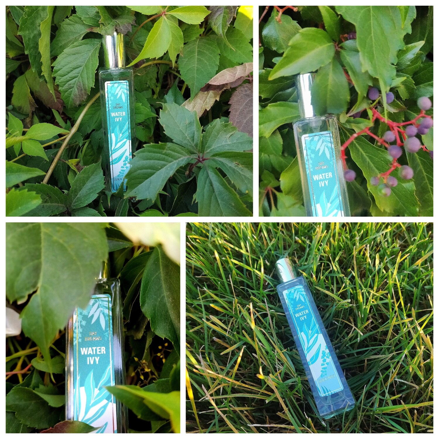 Water Ivy Brocard fragancia - una fragancia para Mujeres 2021