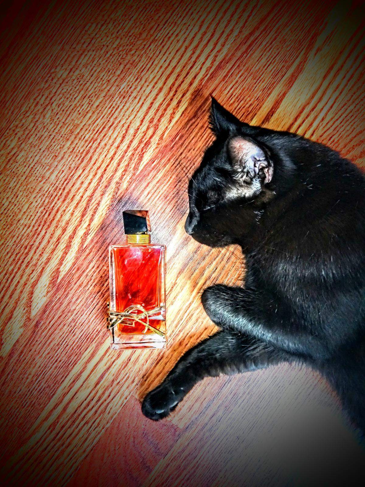 Libre Intense Yves Saint Laurent perfume - a novo fragrância Feminino 2020