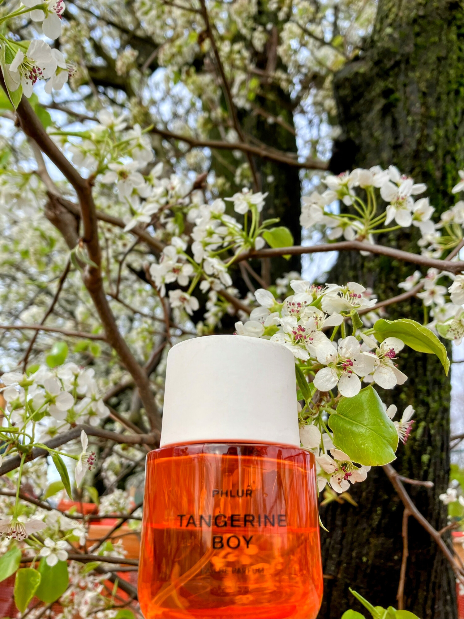 Tangerine Boy Phlur fragancia - una nuevo fragancia para Hombres y ...