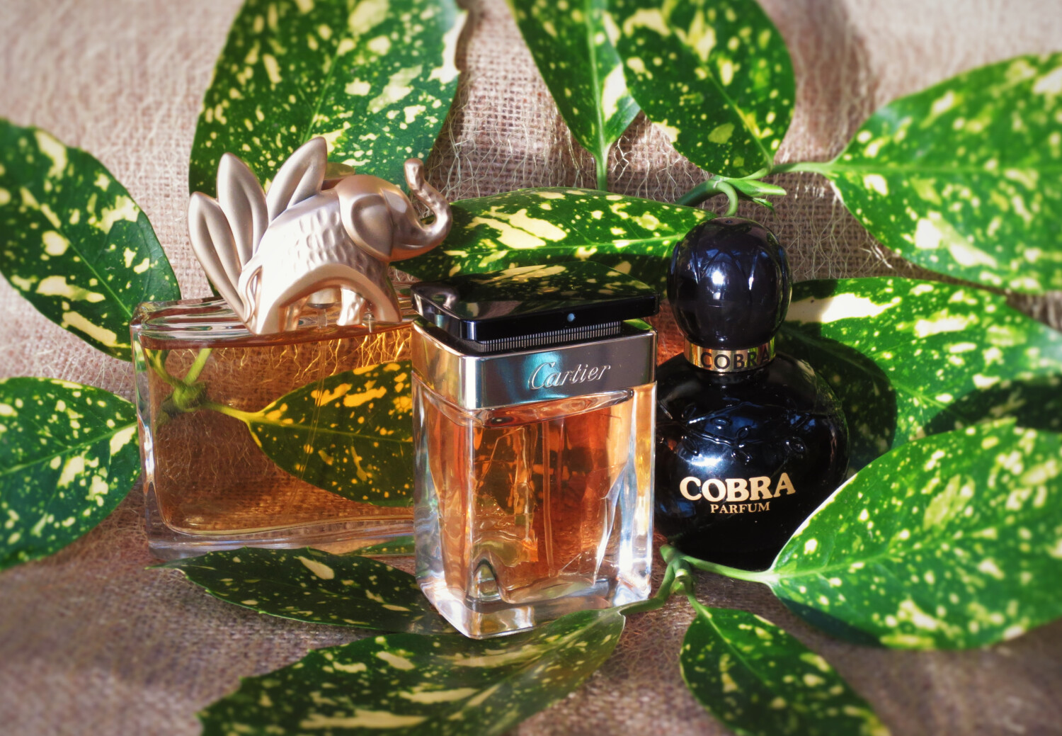 Cobra Jeanne Arthes perfume - a fragrância Feminino