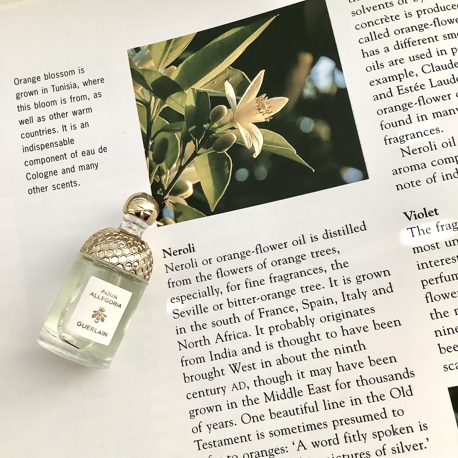 Nerolia Vetiver Guerlain fragancia - una nuevo fragancia para Hombres y ...