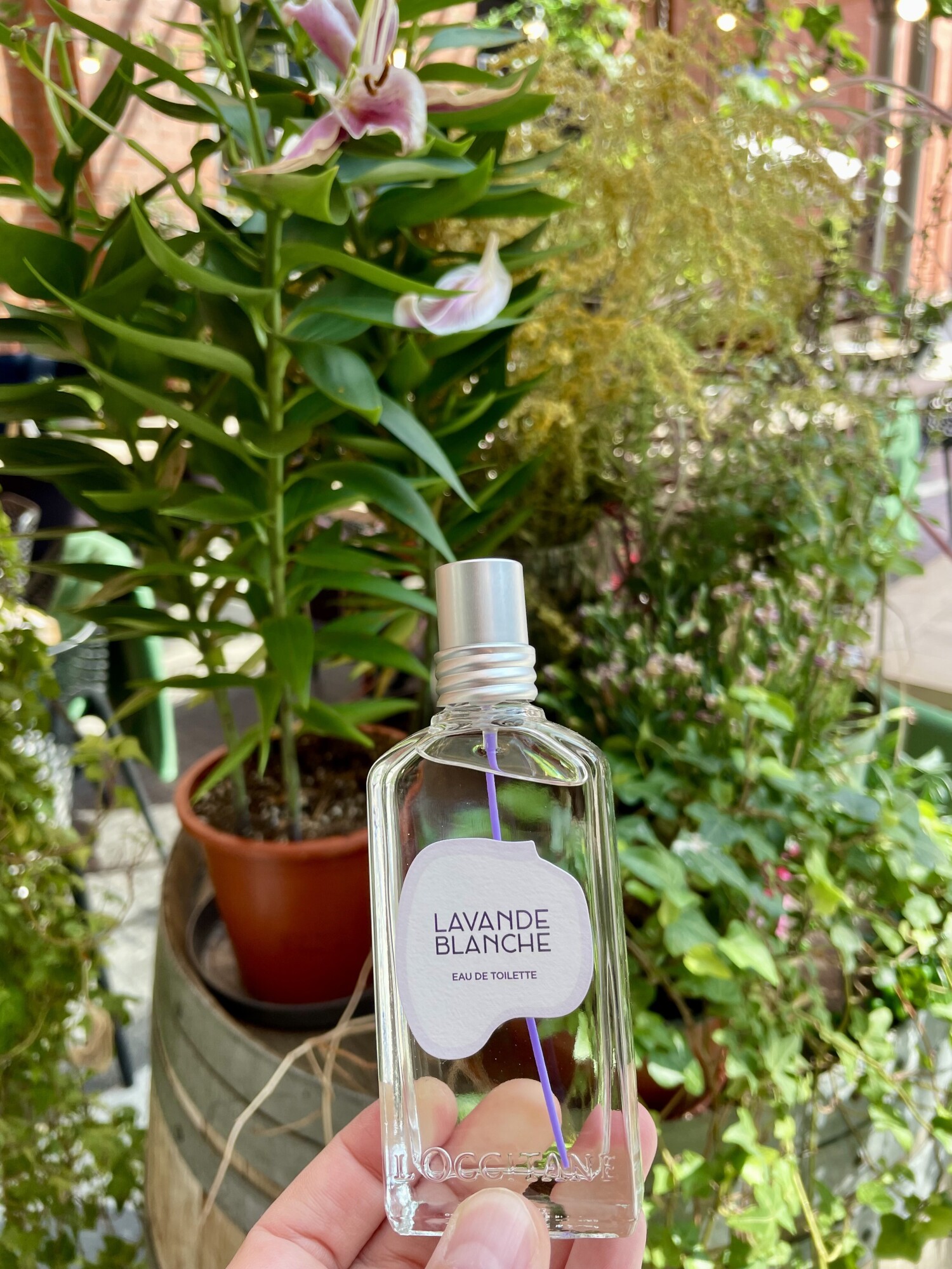 Lavande Blanche L'Occitane en Provence parfum - un nouveau parfum pour ...