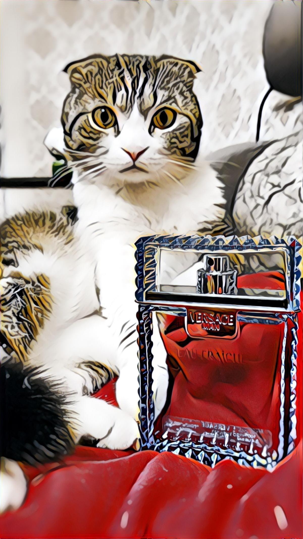 Versace Man Eau Fraiche Versace Colonia - una fragancia para Hombres 2006