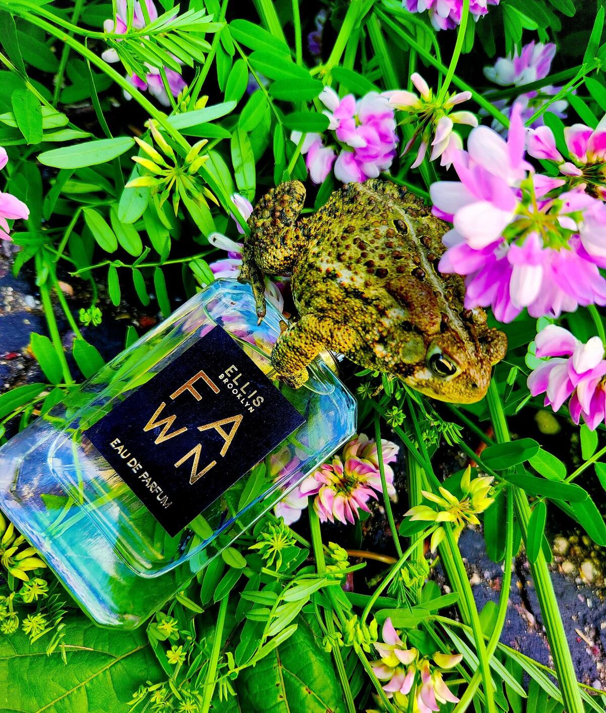 Fawn Ellis Brooklyn fragancia - una fragancia para Hombres y Mujeres 2018