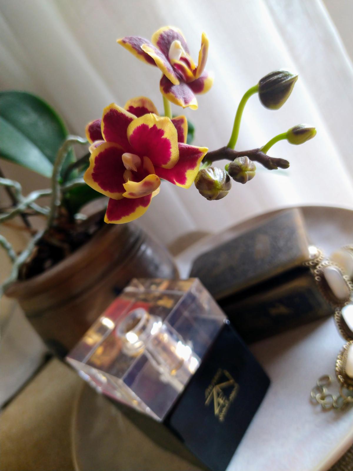 Zen Gold Elixir Shiseido fragancia - una fragancia para Mujeres 2018