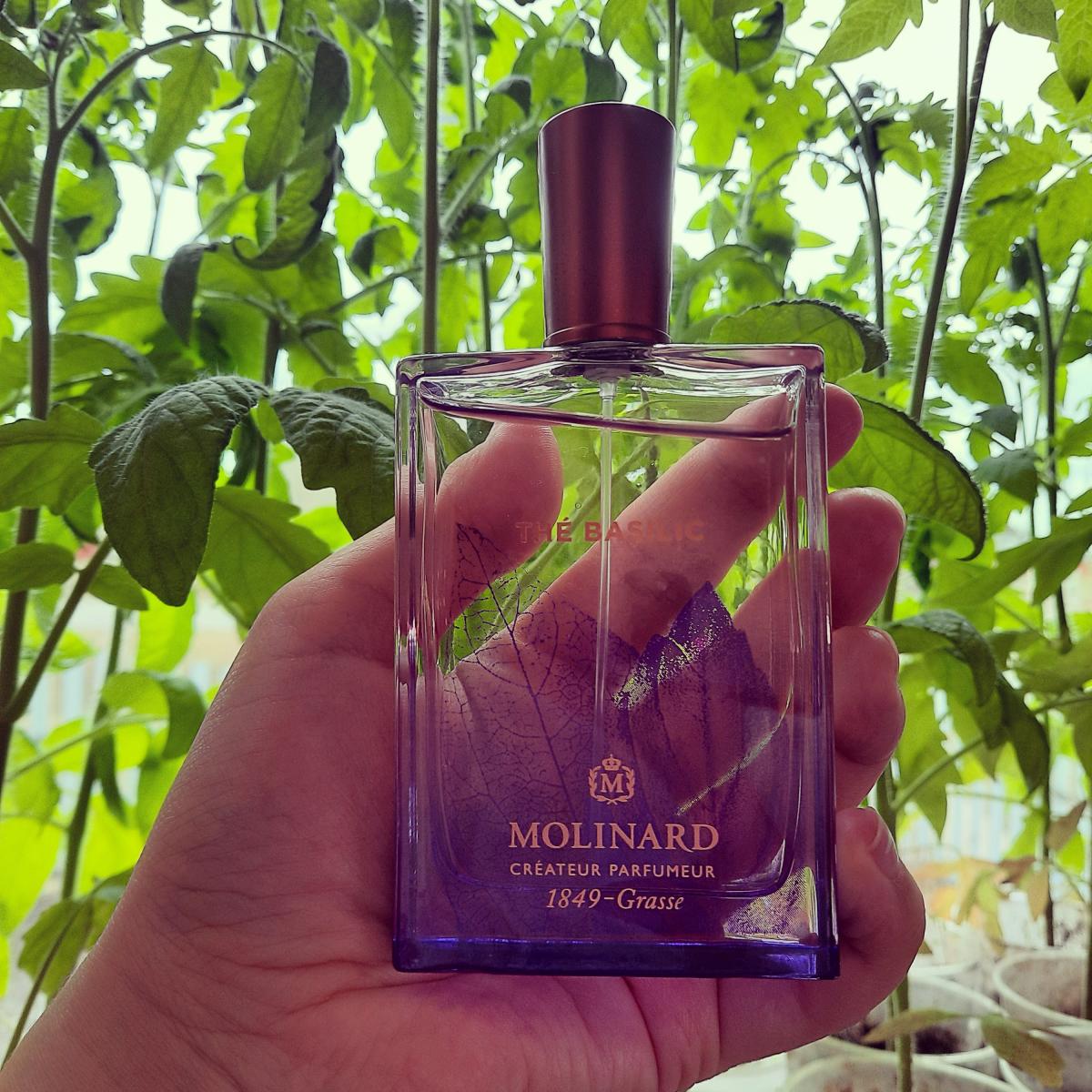 Thé Basilic Molinard fragancia - una fragancia para Hombres y Mujeres 2019