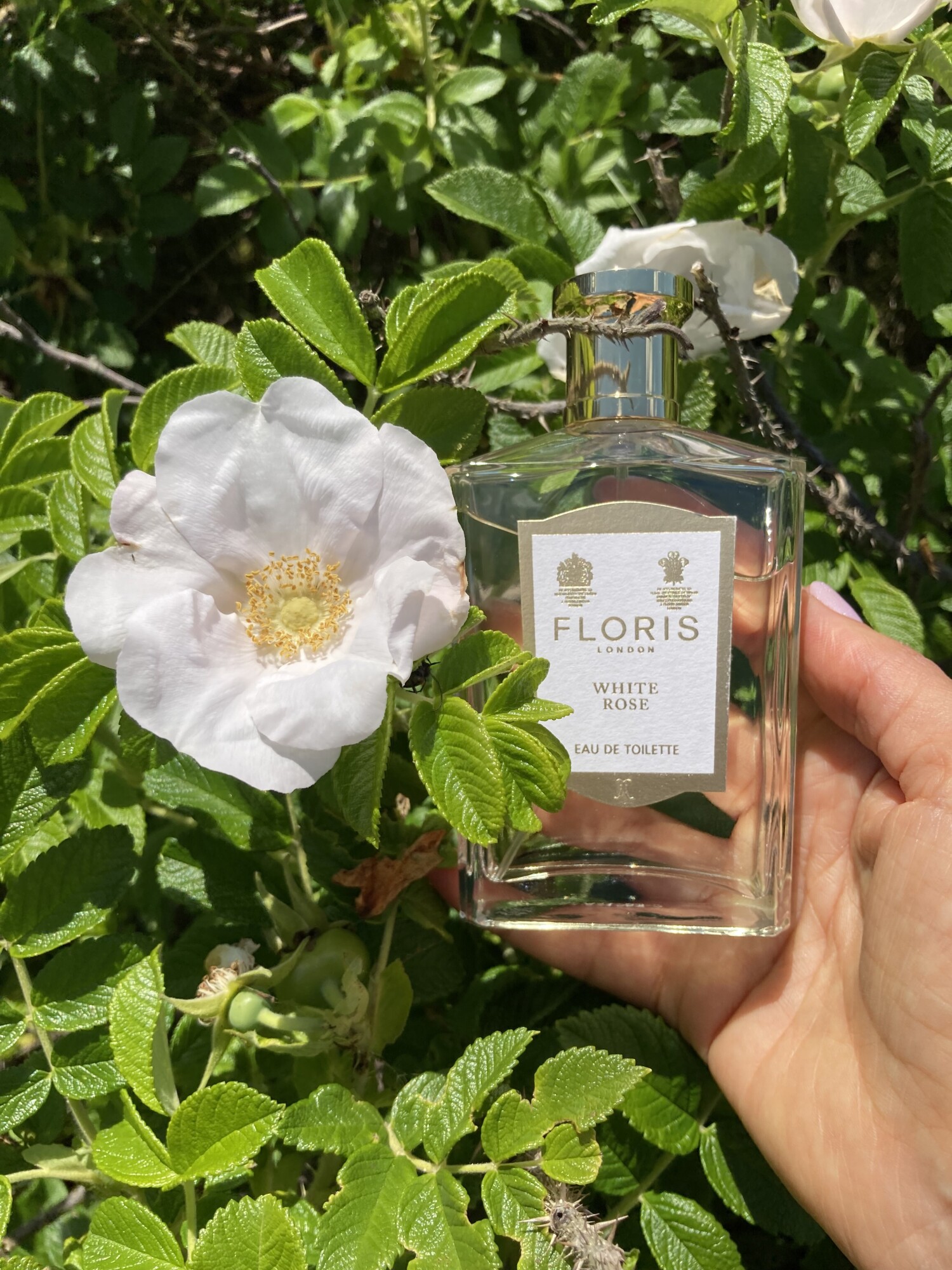 White Rose Floris Parfum - ein es Parfum für Frauen 1800
