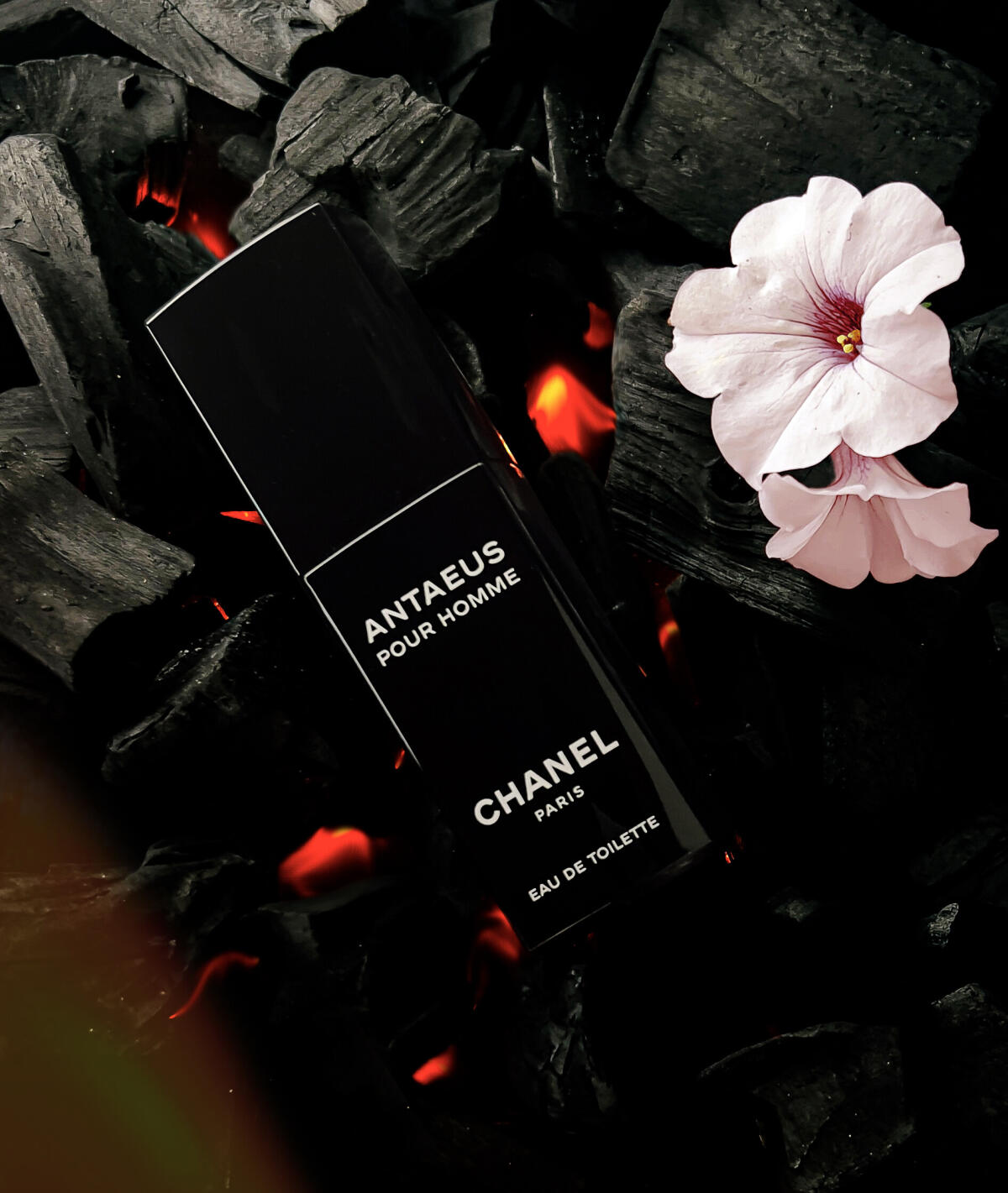 Antaeus Chanel Colônia - a fragrância Masculino 1981