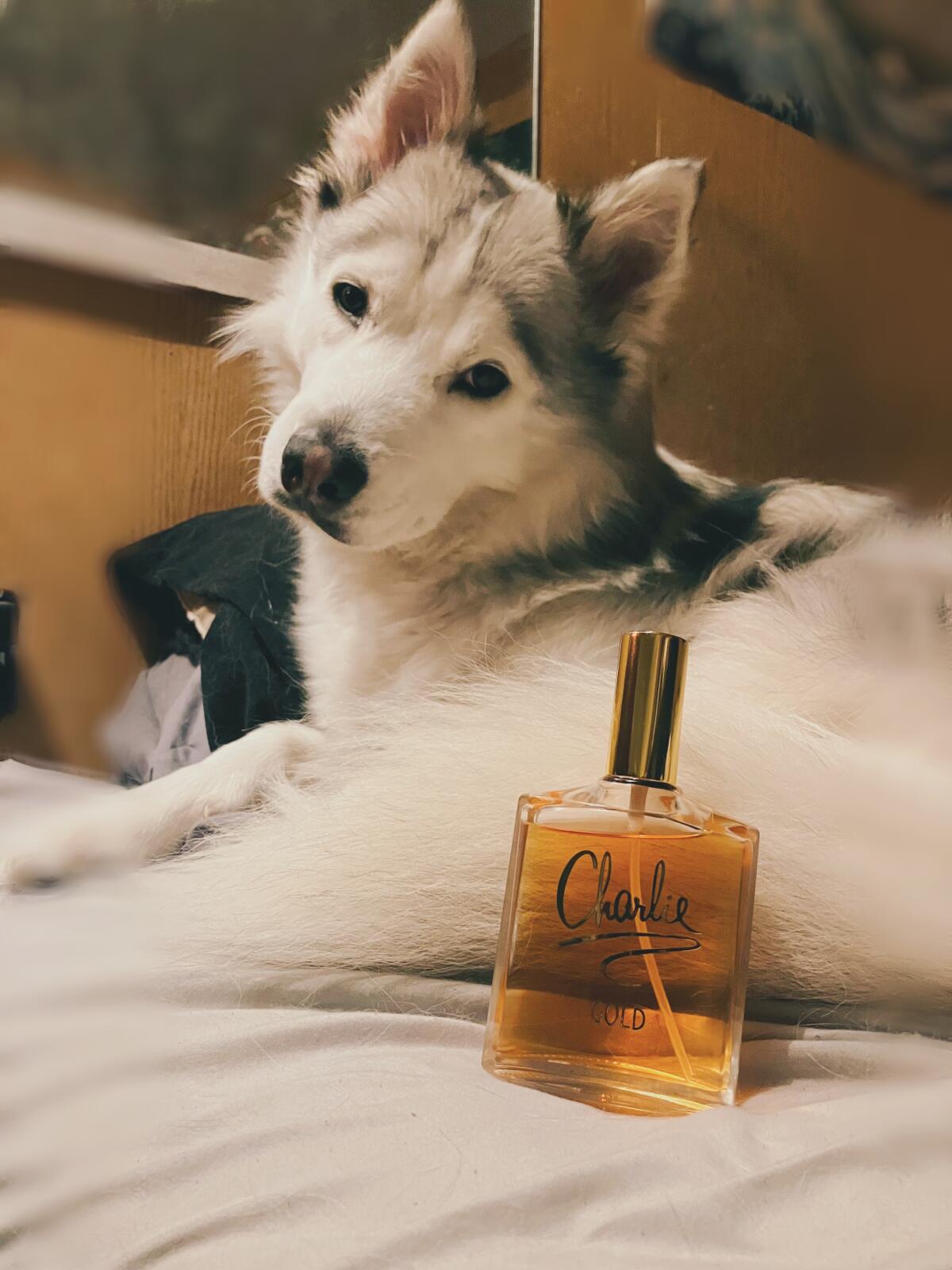 Charlie Gold Revlon parfem - parfem za žene 1995