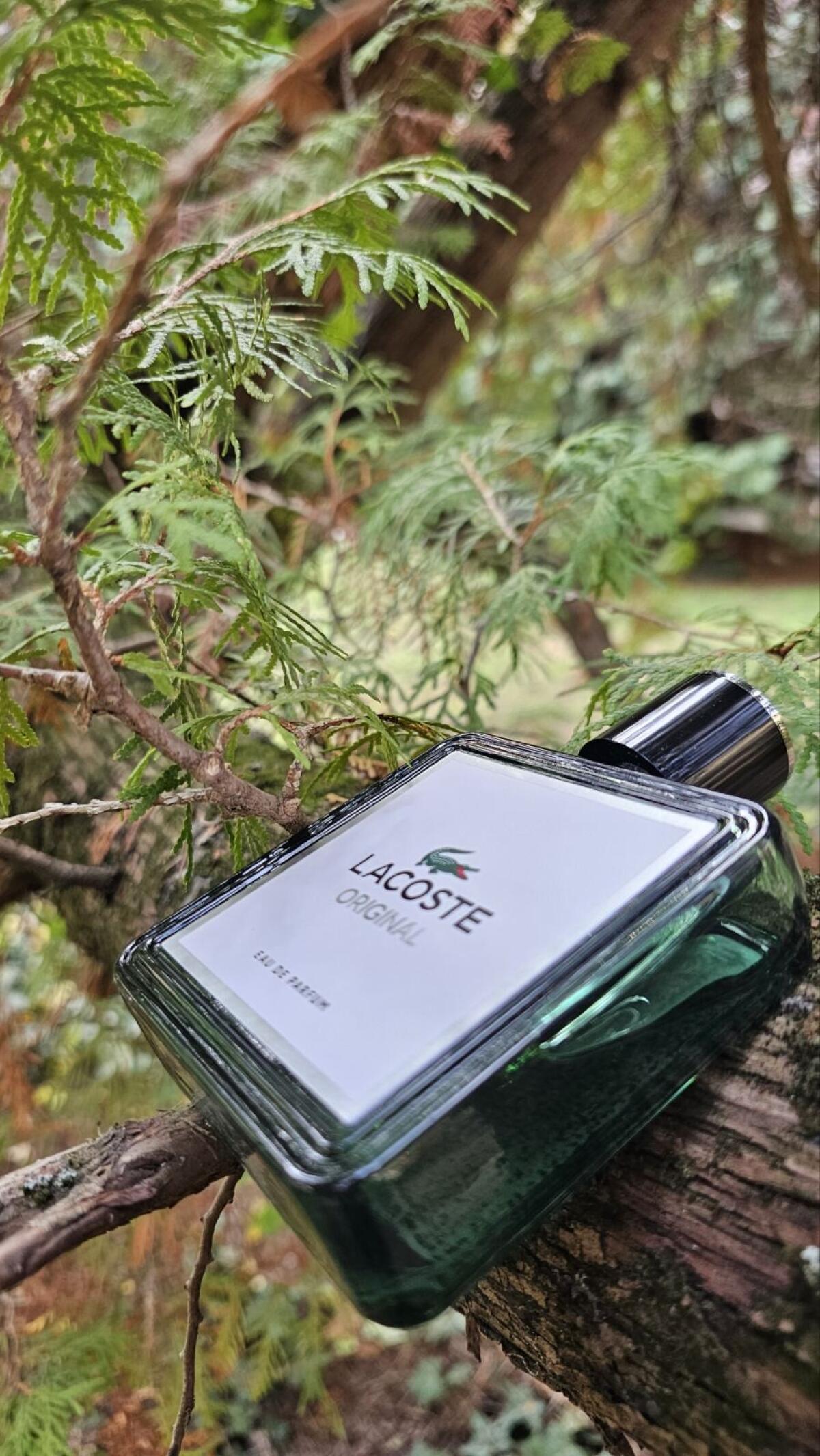 Lacoste Original Lacoste Fragrances Cologne - un nouveau parfum pour ...