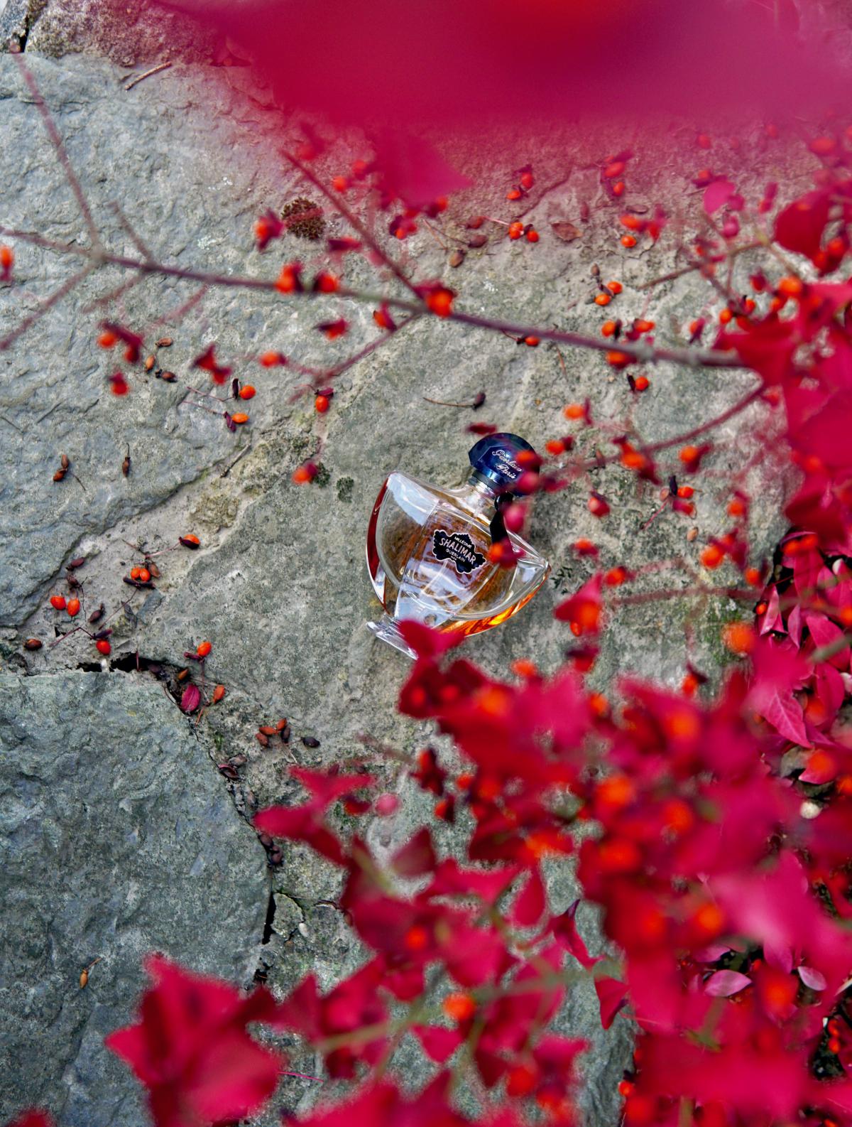 Shalimar Millésime Tonka Guerlain perfume - a novo fragrância Feminino 2022