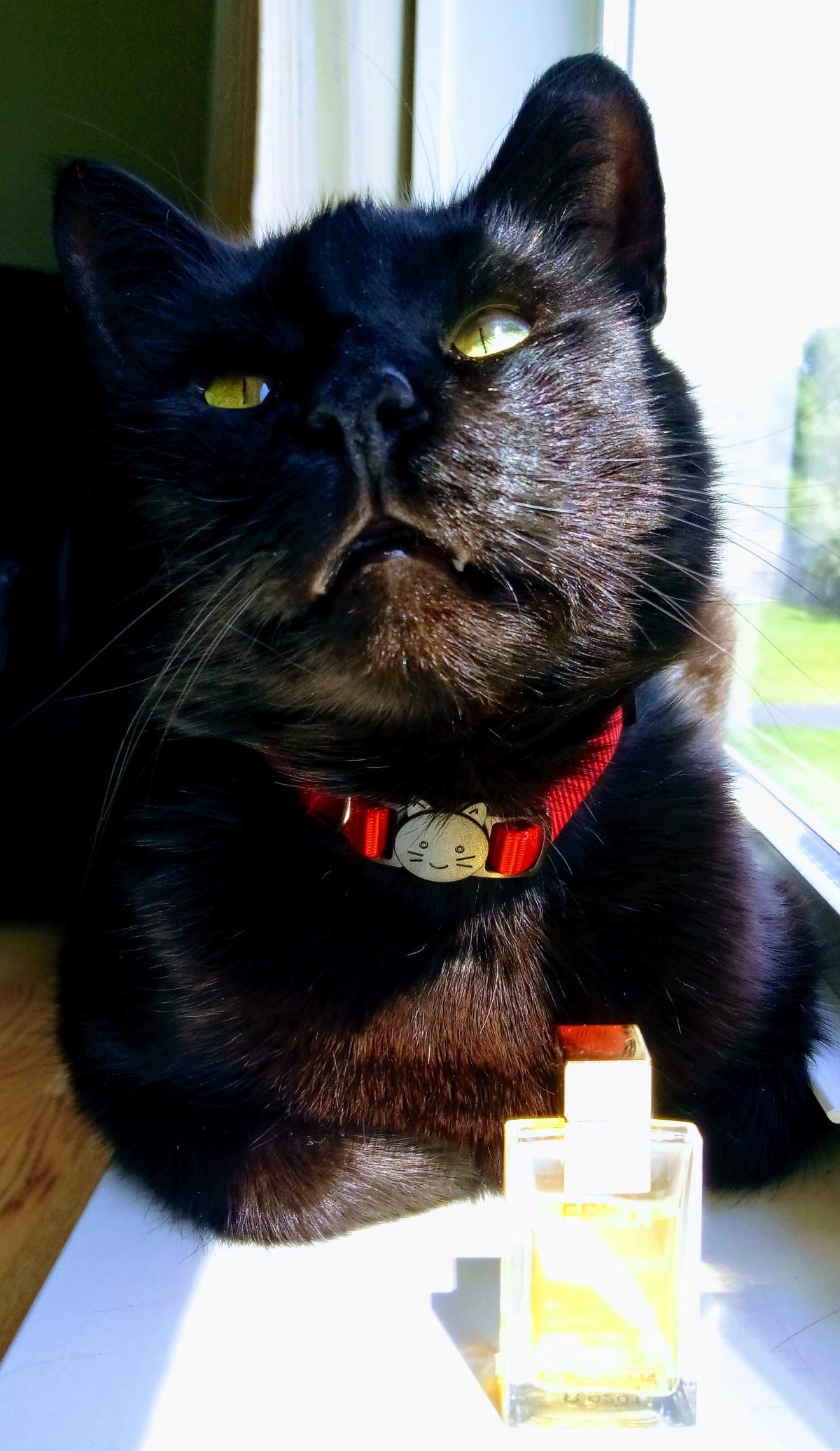 Fendi Theorema Fendi άρωμα - ένα άρωμα για γυναίκες 1998