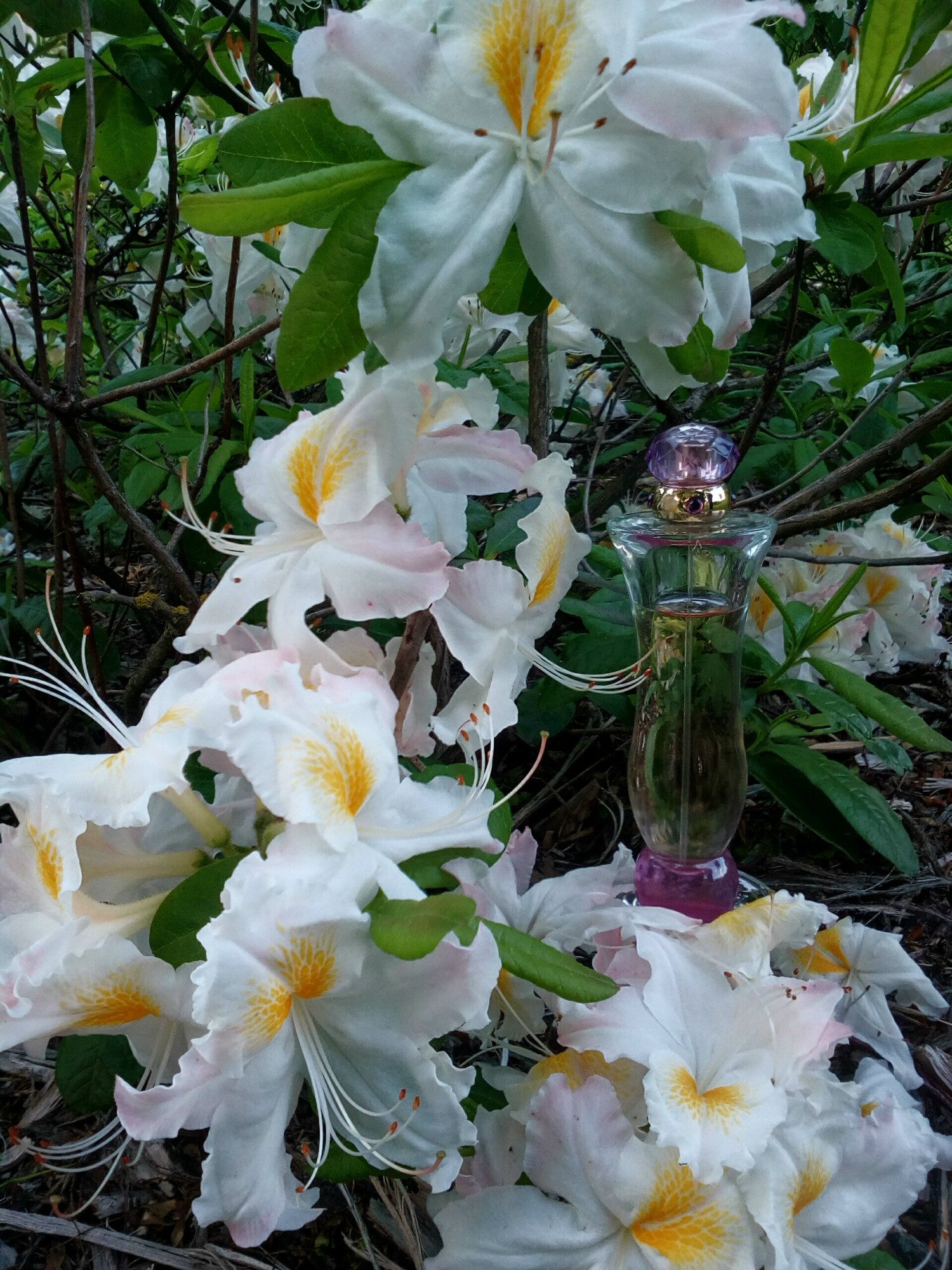 Versace Woman Versace parfum - un parfum de dama 2000