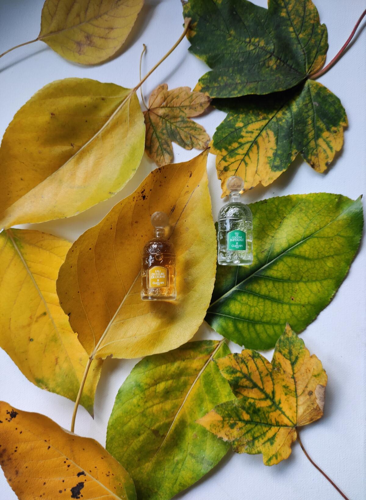 Eau de Cologne Imperiale Guerlain perfume - a fragrância Feminino 1860