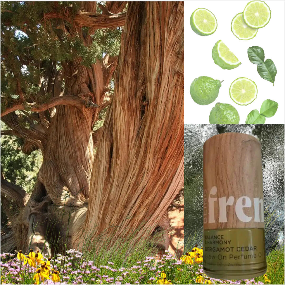 Bergamot Cedar Perfume Oil Being Frenshe parfum - een nieuwe geur voor ...