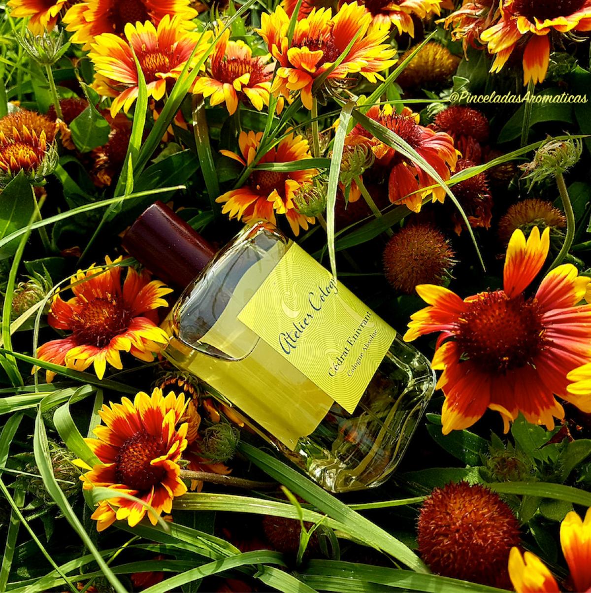 Cedrat Enivrant Atelier Cologne fragancia - una fragancia para Hombres ...