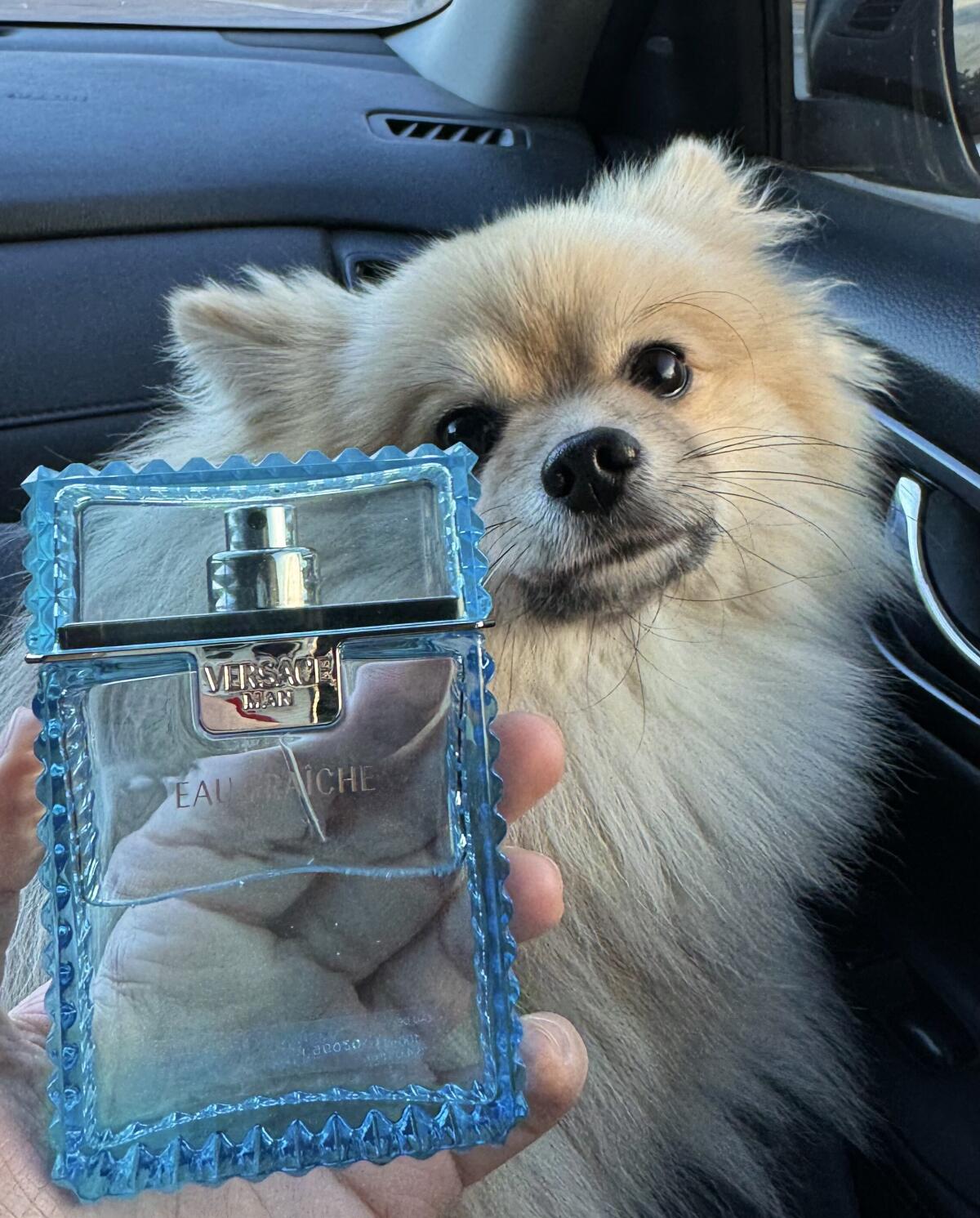 Versace Man Eau Fraiche Versace одеколон — аромат для мужчин 2006