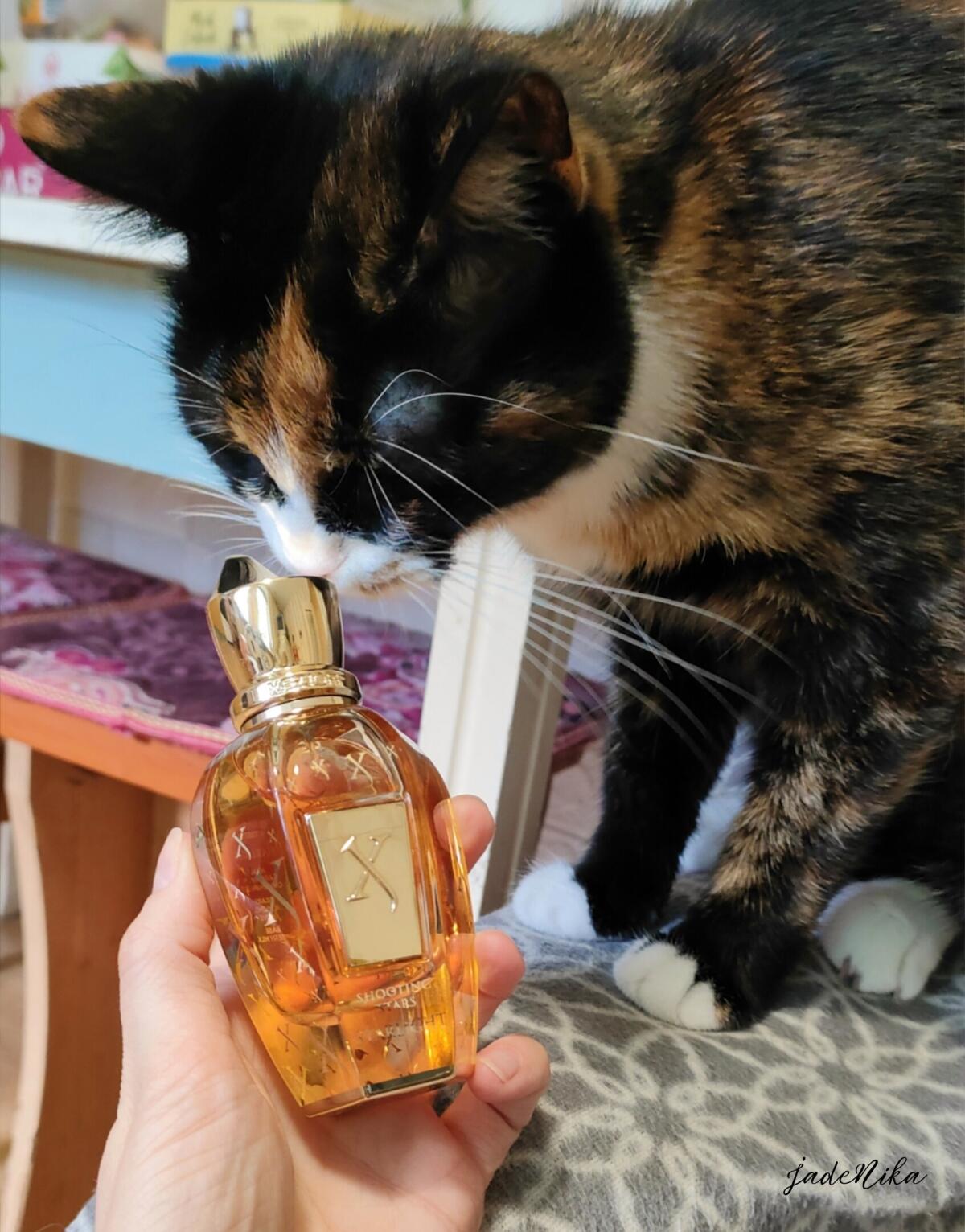 Starlight Xerjoff perfume - a fragrância Compartilhável 2019