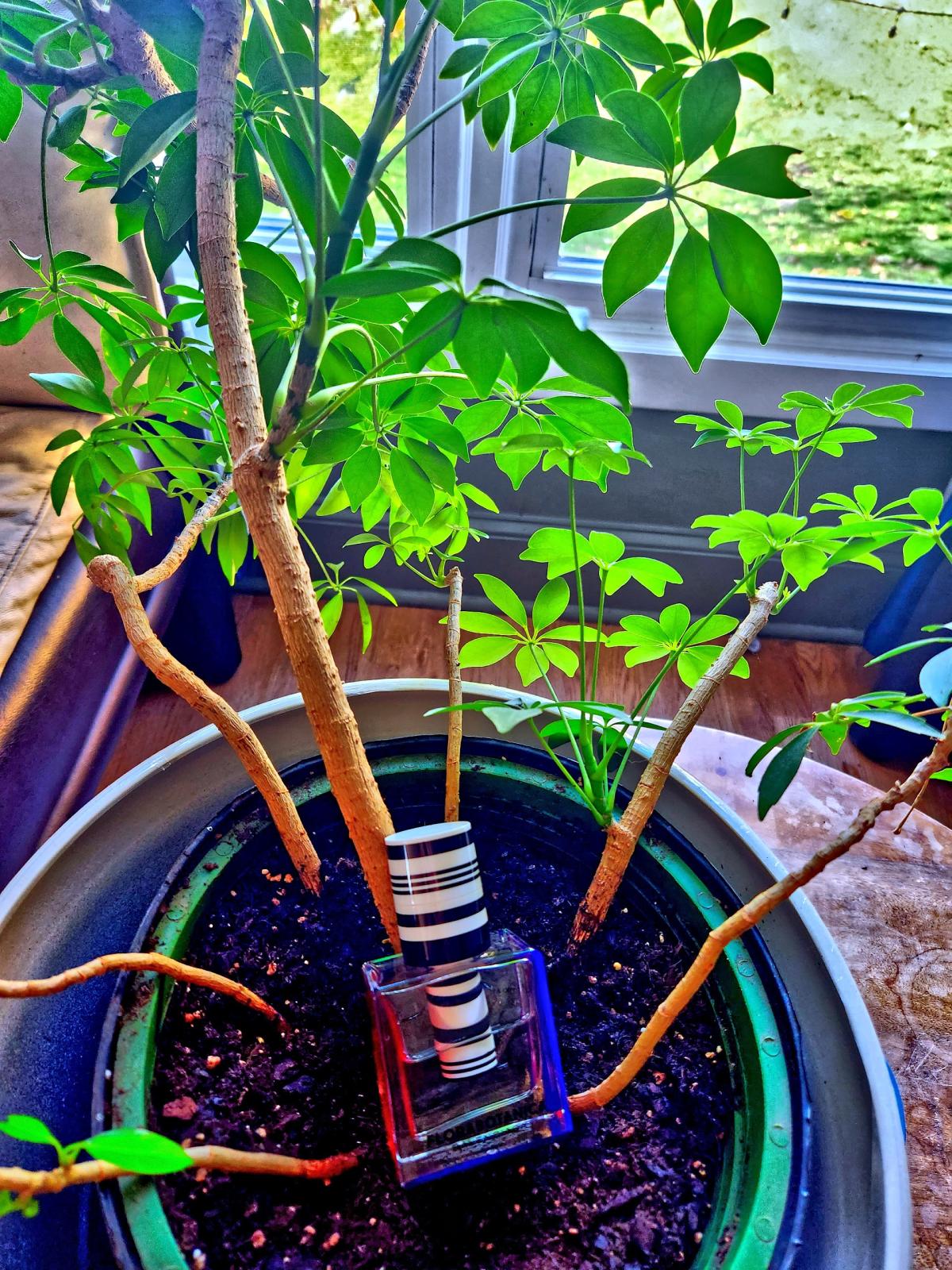 Florabotanica Balenciaga άρωμα - ένα άρωμα για γυναίκες 2012