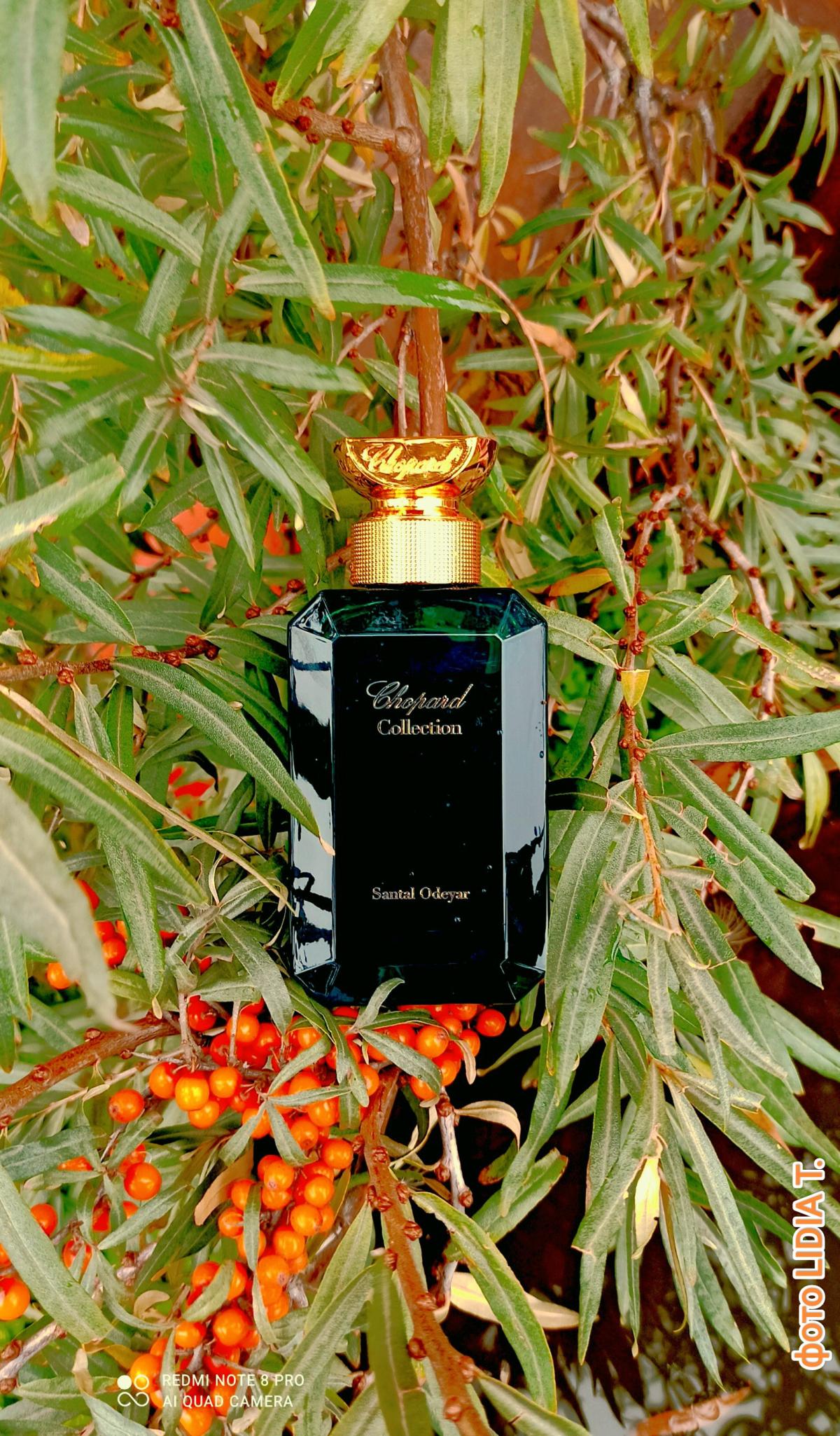 Santal Odeyar Chopard fragancia - una nuevo fragancia para Hombres y ...