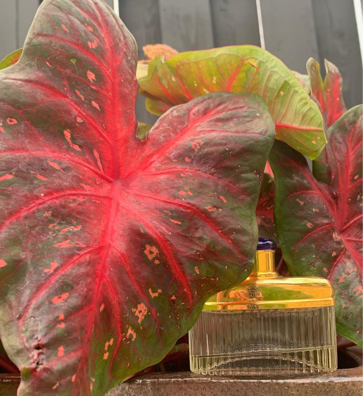 Victoria Eau de Cologne Victoria's Secret parfum - een geur voor dames 1991